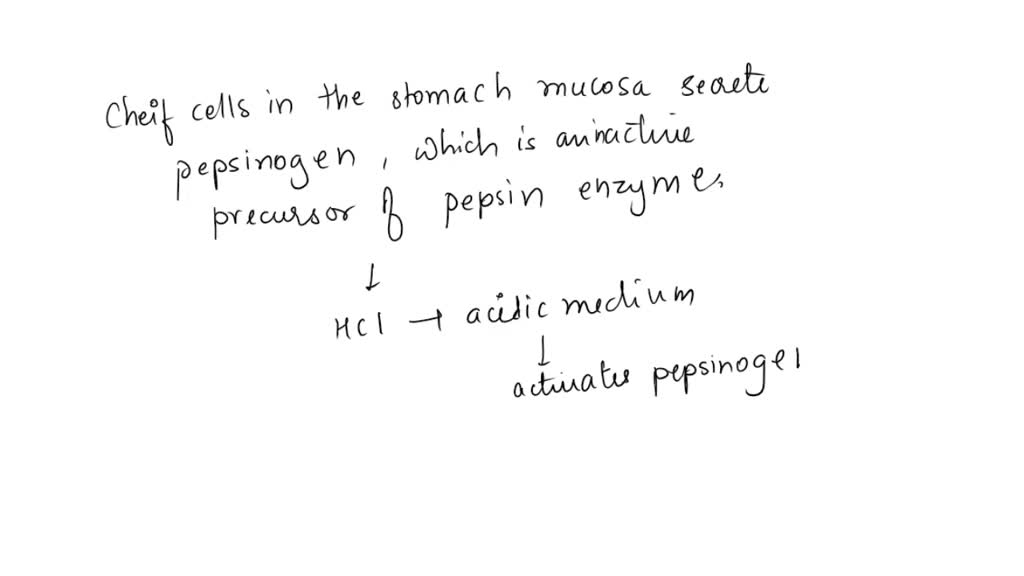SOLVED: Hydrochloric acid (HCl) is secreted by cells. Multiple Choice mucous enteroendocrine ...
