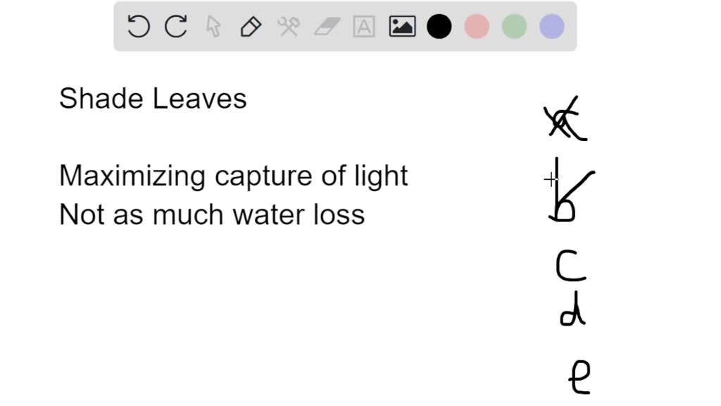 SOLVED: Which of the following is NOT a characteristic of shade leaves ...