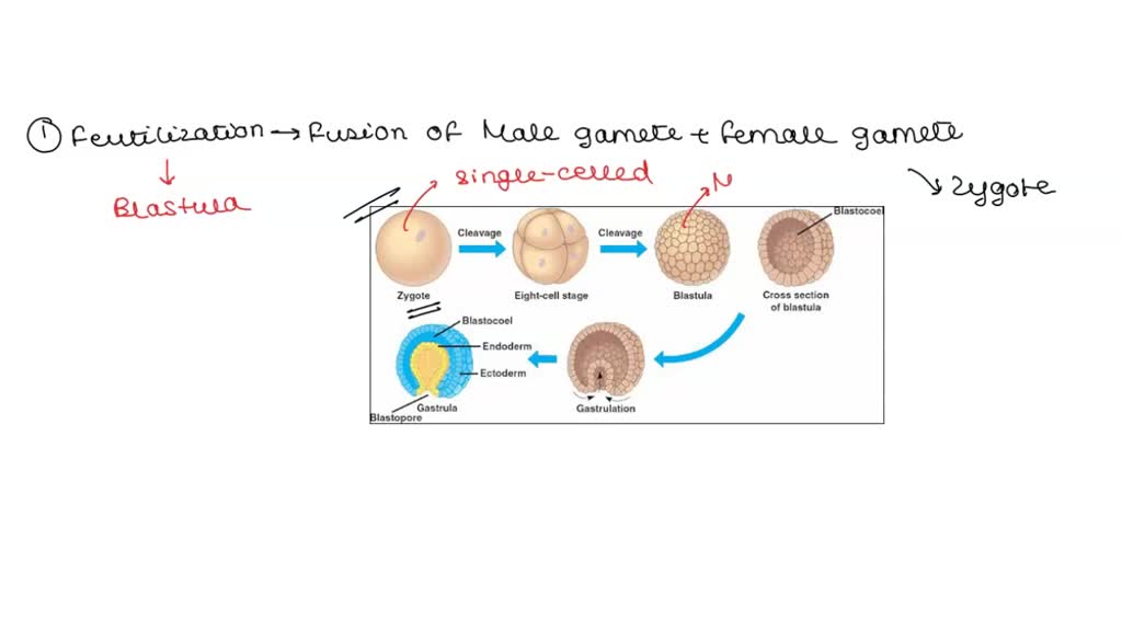 SOLVED: During embryonic development; the process of gastrulation ...