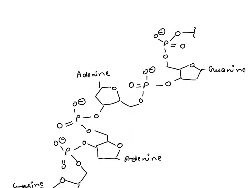 SOLVED: A trinucleotide structure is shown below. Is this molecule DNA or RNA?