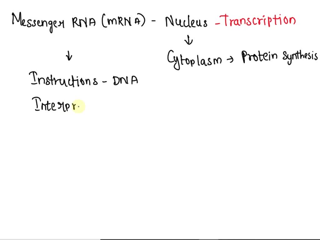 SOLVED: The codes for making proteins are carried from the nucleus to the ribosomes in the ...