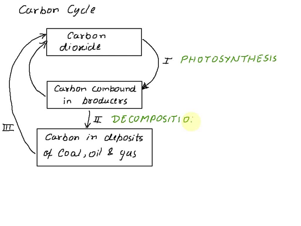 SOLVED: 'The diagram below shows several of the processes involved in ...