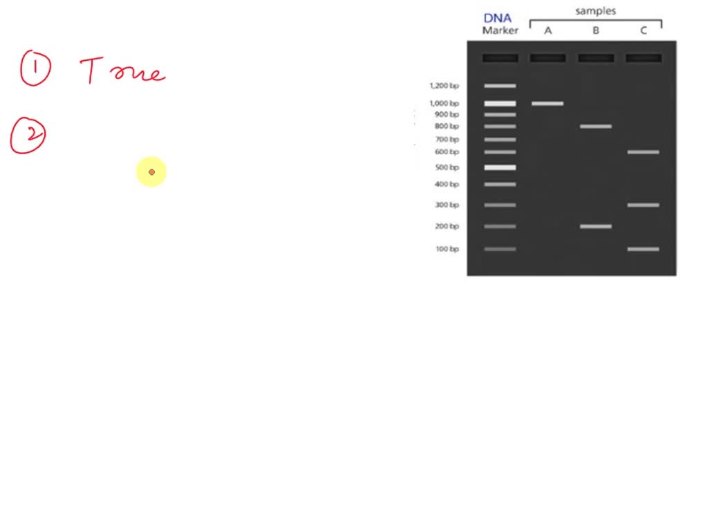 SOLVED: Lane 1 is the DNA marker or known as ladder which identifies ...