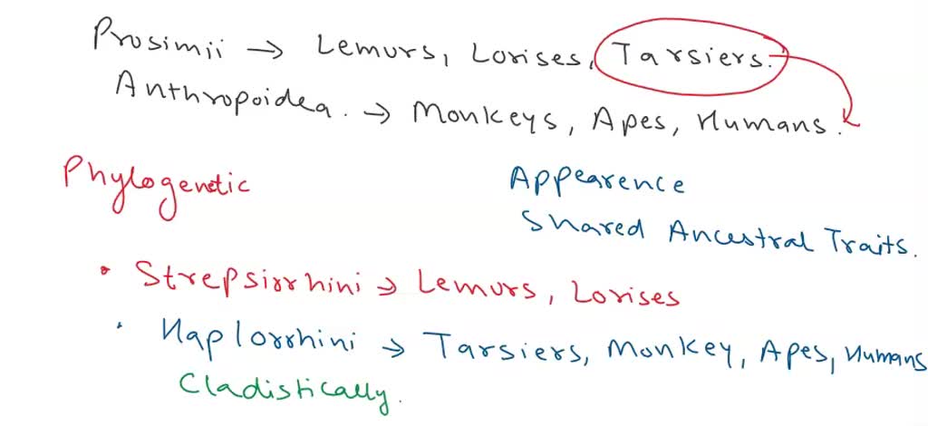 SOLVED: Explain the difference between classifications that split the ...