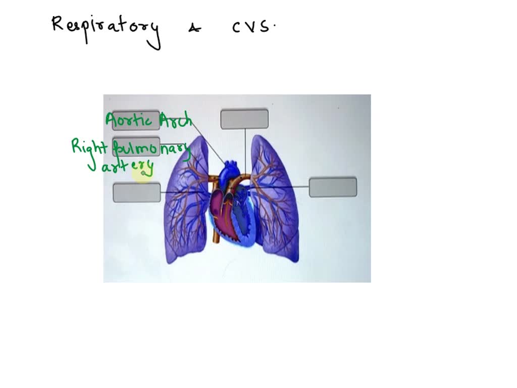 SOLVED: Part A Using Figure, match the following. Drag the appropriate ...