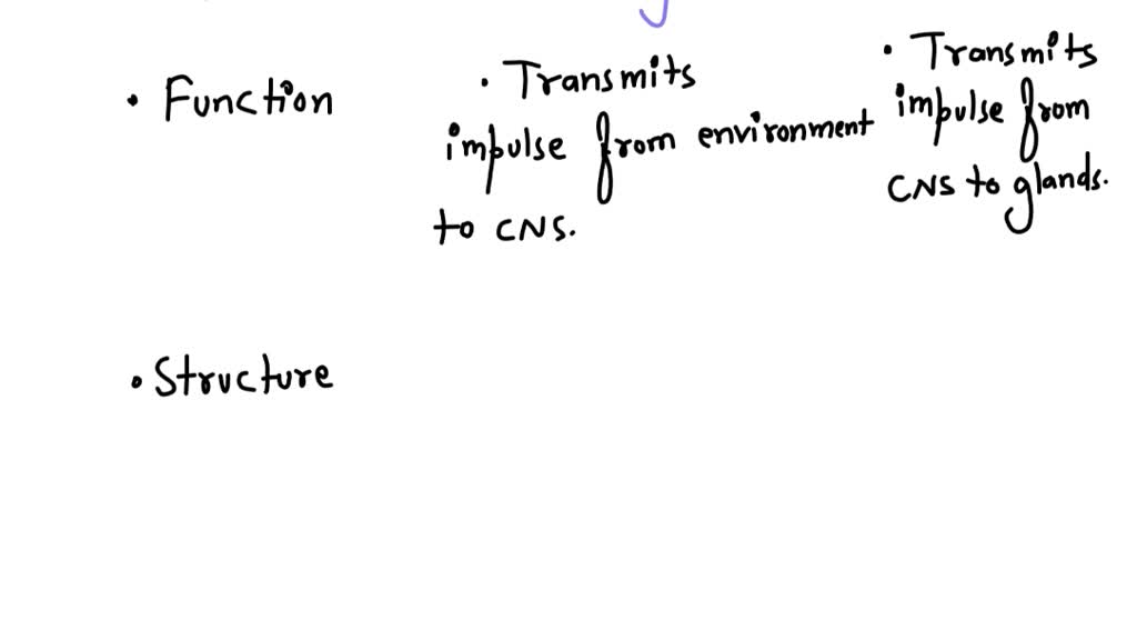 Solved Difference Between Sensory Neuron And Motor Neuron Im Their