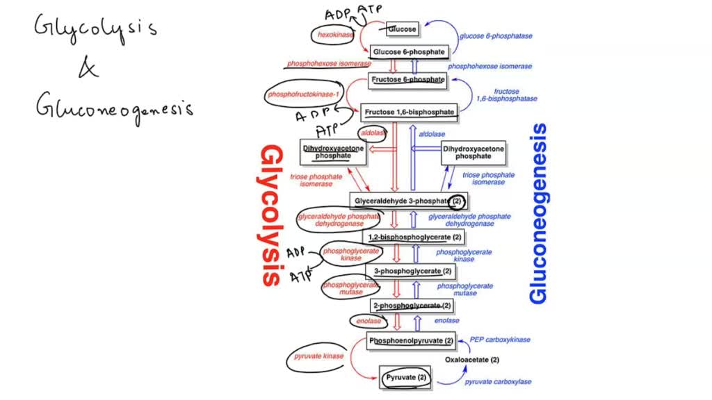 SOLVED: Draw a simple diagram focusing on these steps of glycolysis and ...