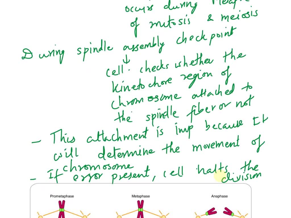 SOLVED: describe an experiment which showed the location of the wait ...