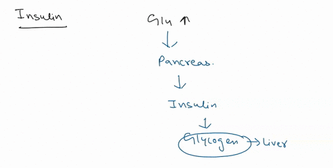 Insulin and glucagon regulation of glucose This figure...