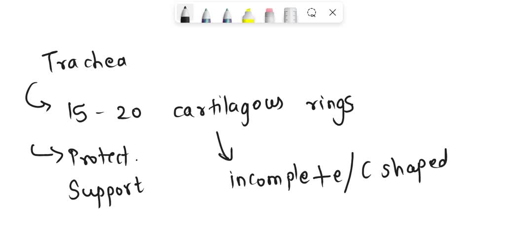 SOLVED: Trachea bronchi possess (a) incomplete cartilaginous rings (b ...