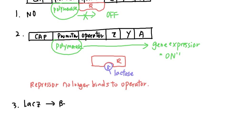 SOLVED: Can RNA polymerase transcribe the lacZ gene with the repressor ...
