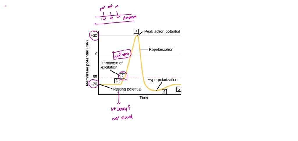 SOLVED: The release of potassium ions from the inside of a resting ...