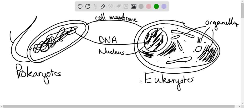SOLVED: Structure of the bacterial cell: identify parts the cell from ...