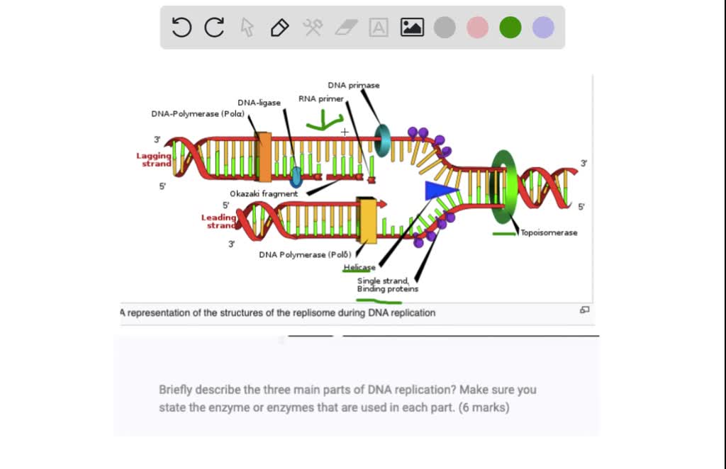SOLVED: 14, Below is diagram of the replication machinery: Label the ...