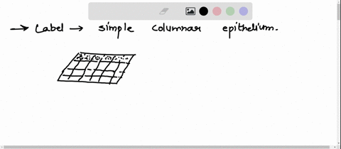 Label the components of a simple columnar epithelium label...