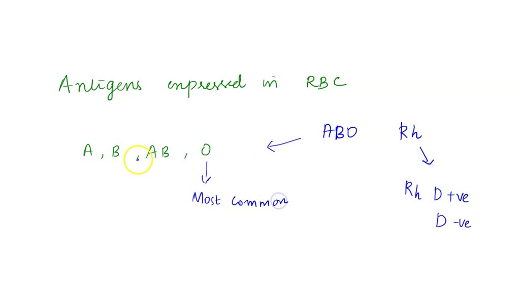 SOLVED: (a) Describe the enzymes that account for the ABO blood types ...