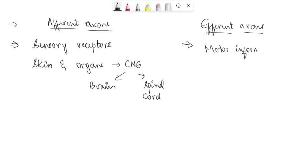 SOLVED: explain the anatomical and functional differences and/or similarities between afferent ...