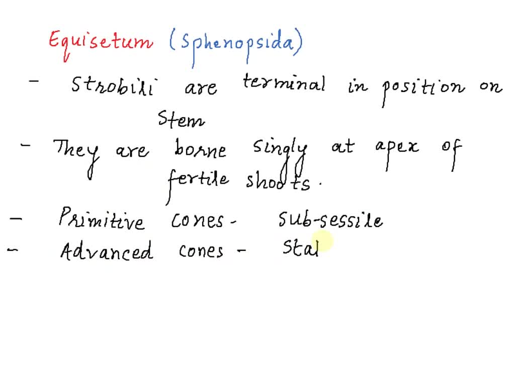 SOLVED: Apa yang dimaksud dengan koleoptil dan koleoriza beserta contoh ...