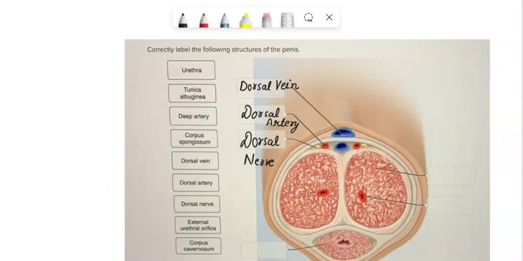SOLVED: Correctly label the following structures of the penis: - Urethra - Tunica albuginea ...