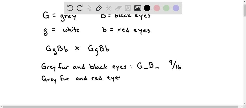 SOLVED: A male rabbit with the genotype GgBb is crossed with a female ...