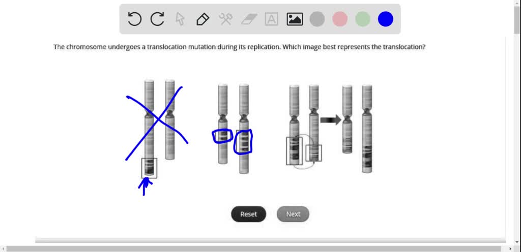 SOLVED: 'The chromosome undergoes a translocation mutation during its ...