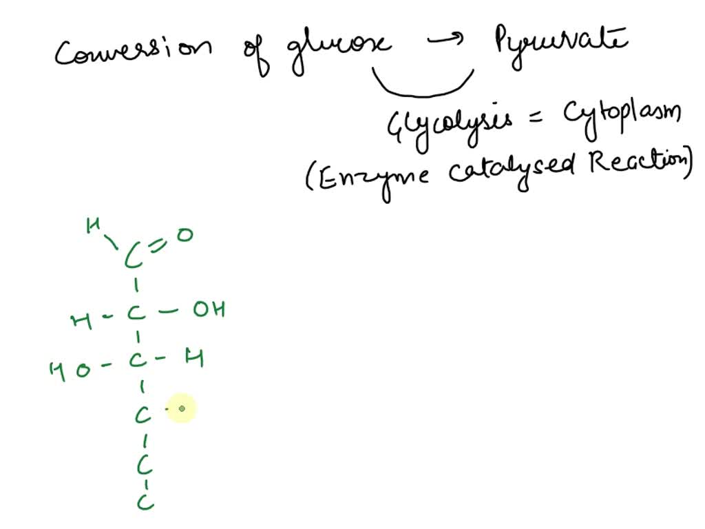 SOLVED: Problems - When glucose labeled with 14C at C-1 is incubated with cell-free extracts ...