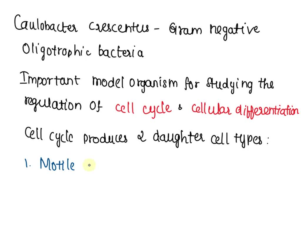 SOLVED: In Caulobacter crescentus, which one of the life cycle cells is ...