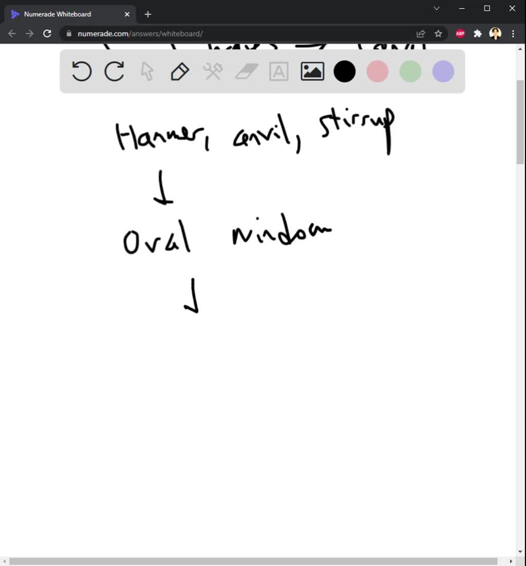 SOLVED: Put the events of sensing sound in the order that they occur ...