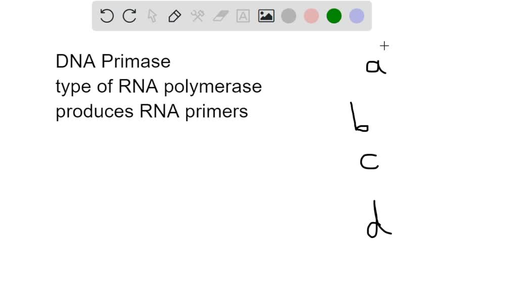 What is the role of DNA primase in DNA replication? breaking hydrogen ...