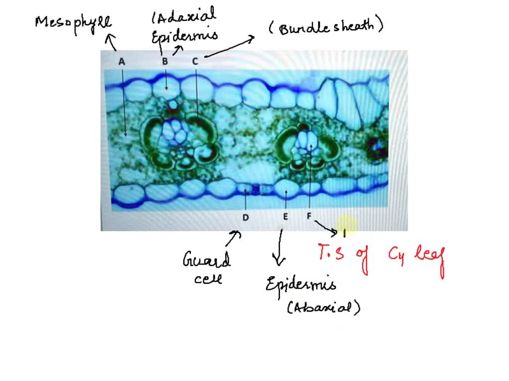 Shown below Is a thin section of a C4 leaf: In which cell is RuBisCO ...