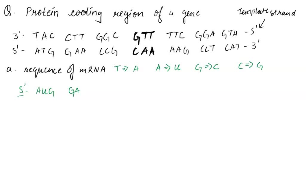 SOLVED: QUESTION 11 10 points Consider the following segment of DNA ...