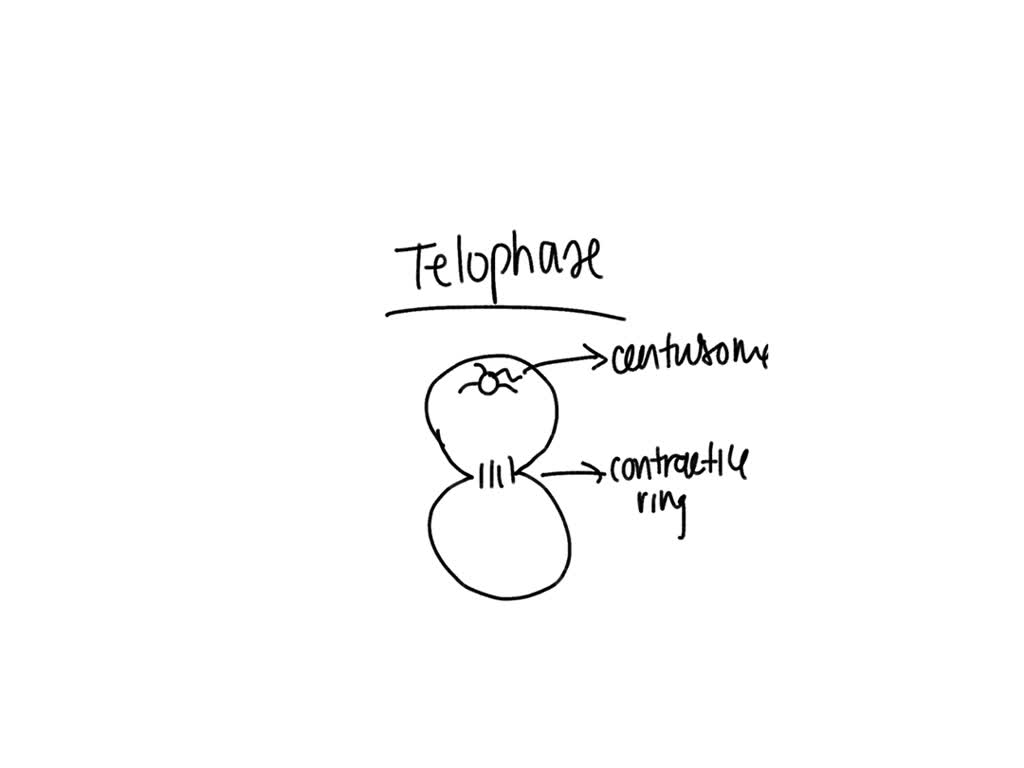 SOLVED: Show me a picture of telophase stage of mitosis