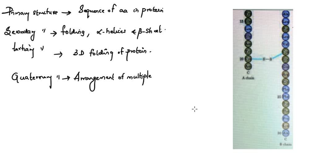 SOLVED: 1. label these secondary structure of insulin. show where the a ...