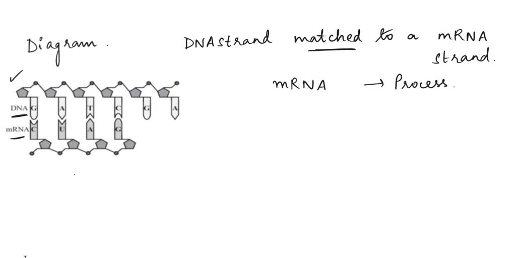 SOLVED: '6) The diagram shows strand of DNA matched t0 a strand of ...