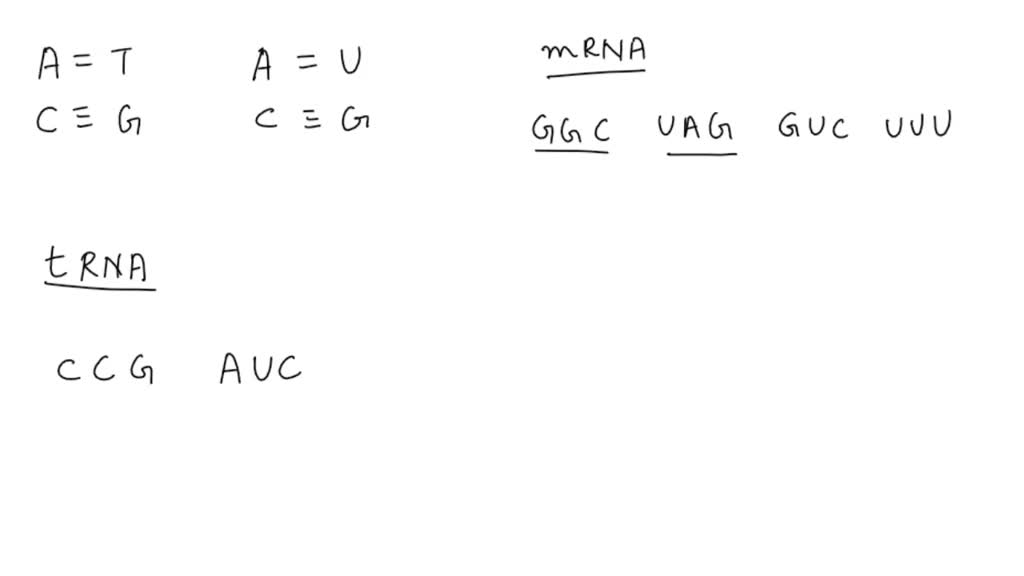 SOLVED: A small section of bacterial enzyme has the amino acid sequence ...