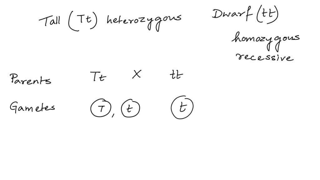 SOLVED: Explain how Punnett squares summarize meiosis and fertilization?