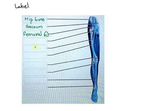 Label the nerves of the sacral plexus posterior view by...