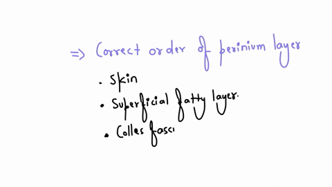 For the perineum layers us it correct to say that in this...