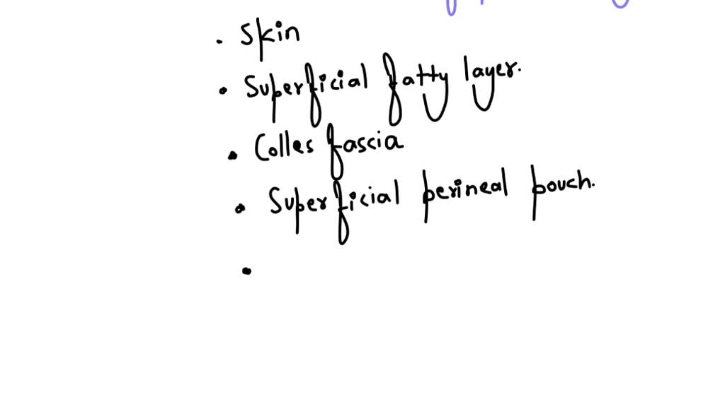 SOLVED: For the perineum layers, us it correct to say that in this way ...