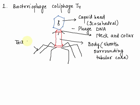 Short answers 1 label the parts of t4 bacteriophage page...
