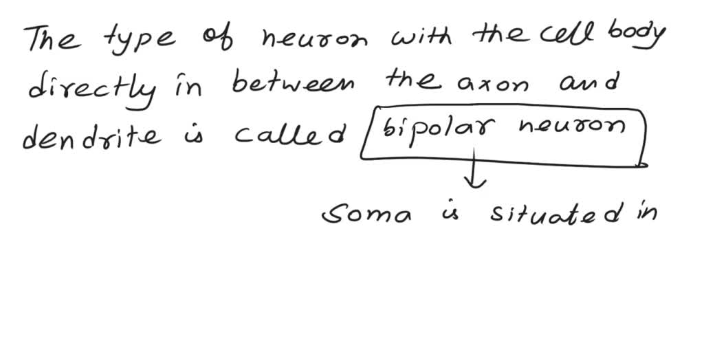 SOLVED: Which type of structure of a neuron has a singular branch that ...