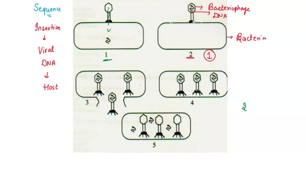 SOLVED: The correct sequence in decreasing order of the four sugarcane ... SOLVED: The correct sequence in decreasing order of the four sugarcane ...