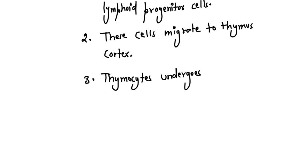 SOLVED: Place the phases of T cell maturation in order from ...