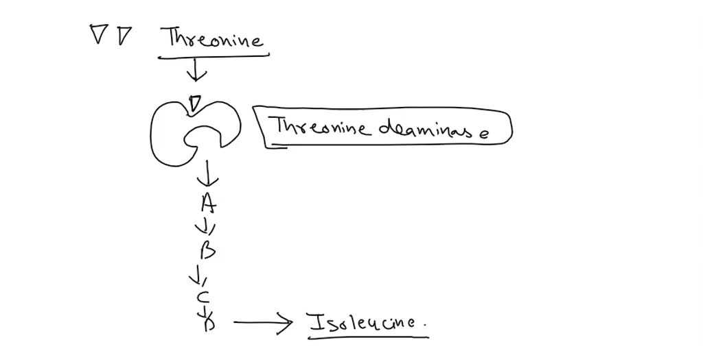 SOLVED: Imagine that the first enzyme (1) in this pathway is regulated ...