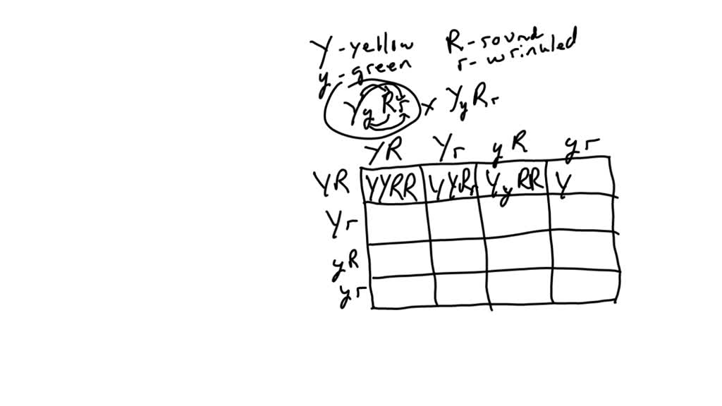 SOLVED: Dihybrid Crosses â€“ Looking at 2 Genes on 1 Punnett Square Now ...