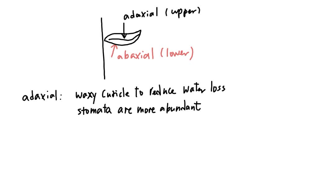 in general, what are the differences between adaxial and the abaxial of ...