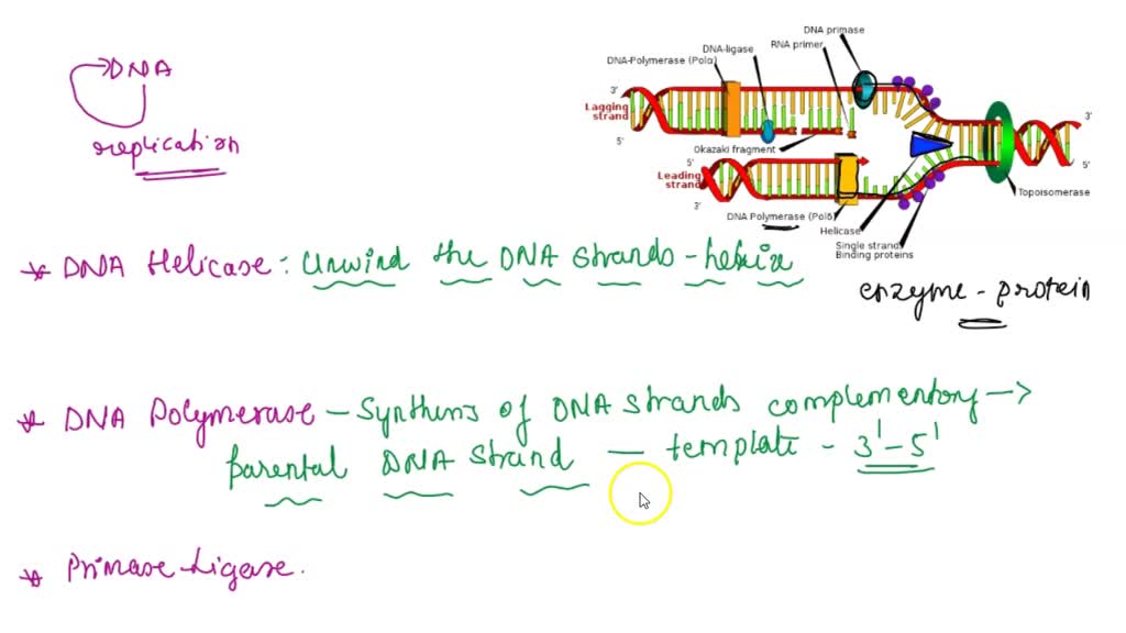 SOLVED: DNA Replication has many key players! These are just a few of ...