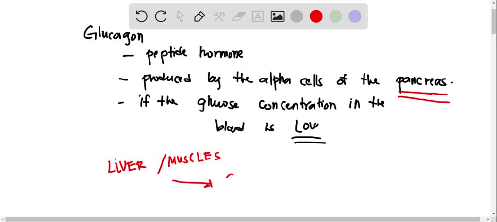 SOLVED: Question 10 (1 point) Saved Glucagon is produced in an organ ... SOLVED: Question 10 (1 point) Saved Glucagon is produced in an organ ...