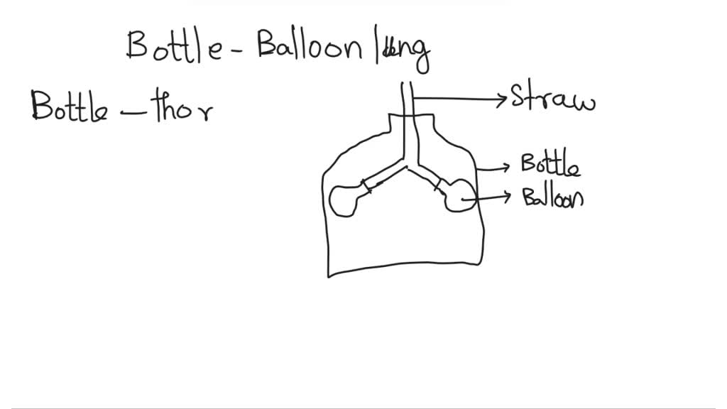 SOLVED About Bottle Balloon Lung Experiment What Does Each Part Of solved-about-bottle-balloon-lung-experiment-what-does-each-part-of