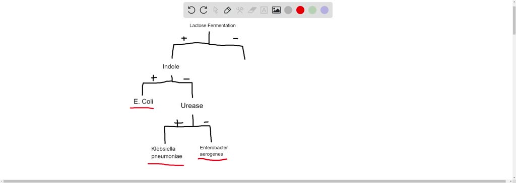 SOLVED: Please help! Create a dichotomous key using at least 10 points to key out the organisms ...